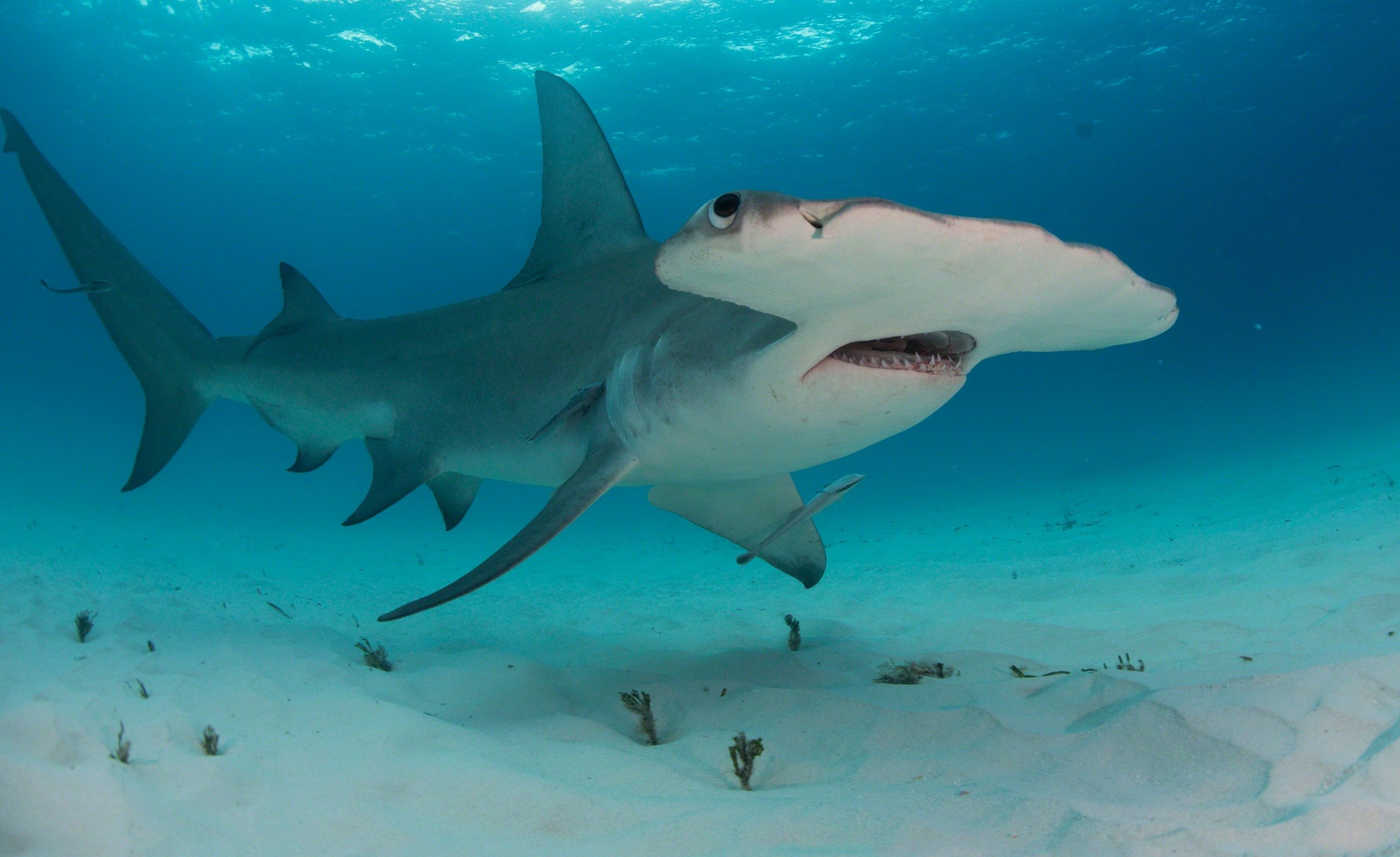 Projects - Save Our Seas Magazine