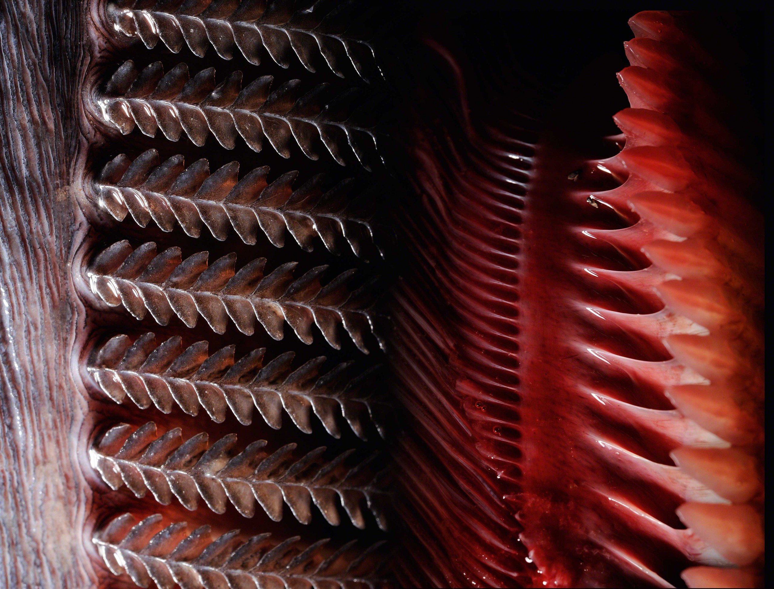 Devil Fish - Save Our Seas Magazine