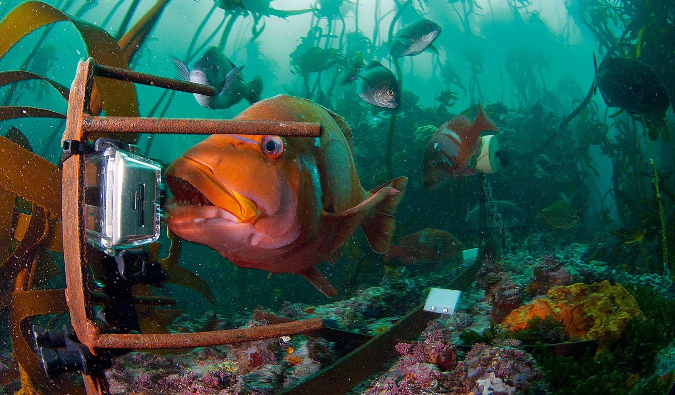Big BRUV is watching you, underwater - Save Our Seas Magazine