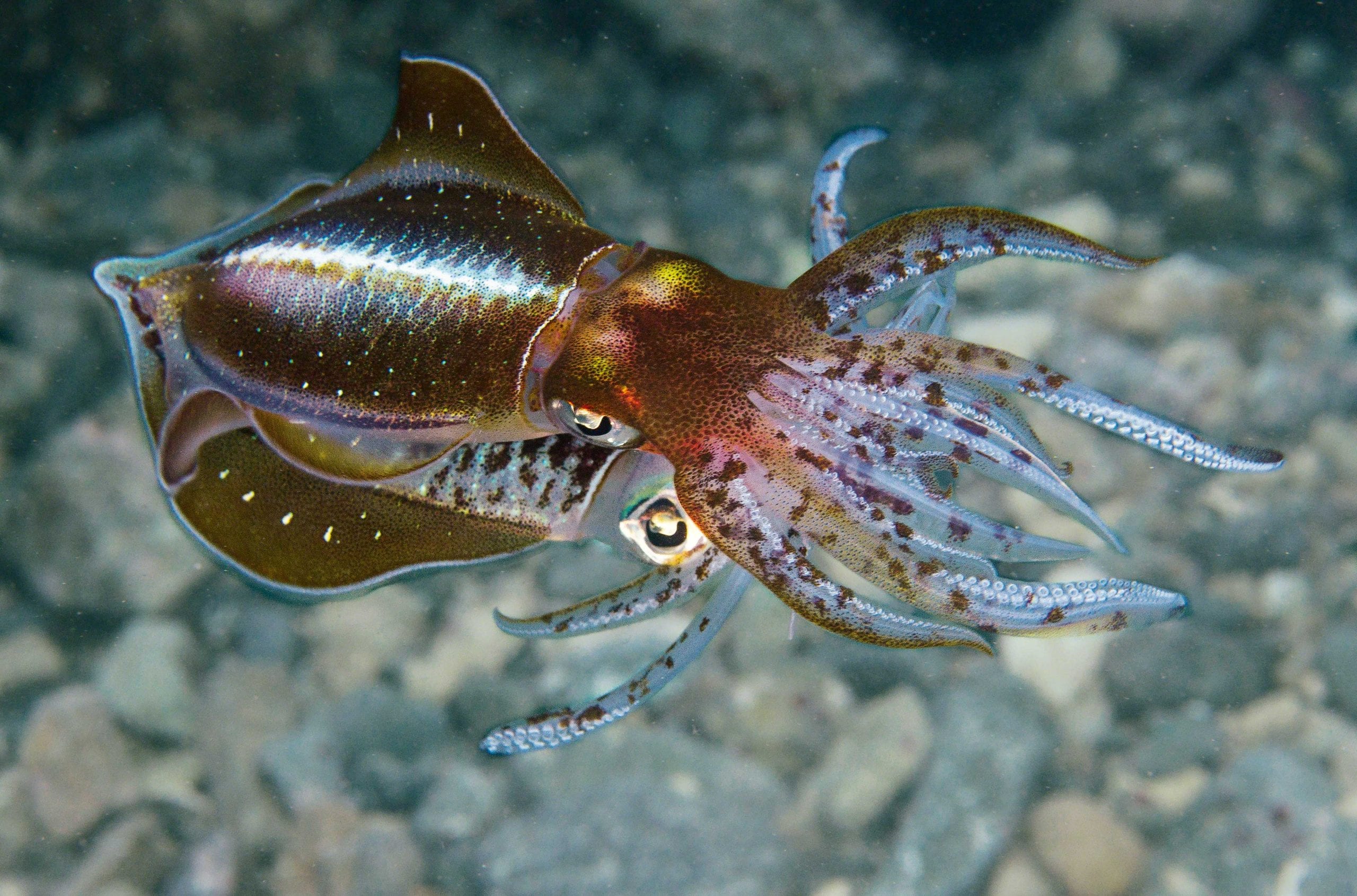Save Our Seas Magazine