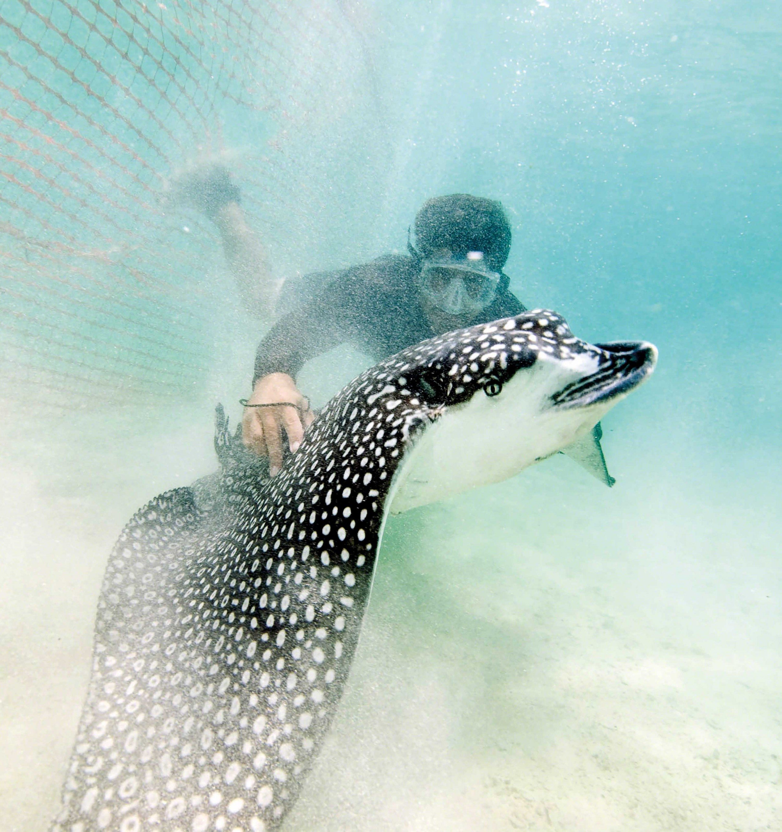 Stingrays, scallops and scapegoats - Save Our Seas Magazine