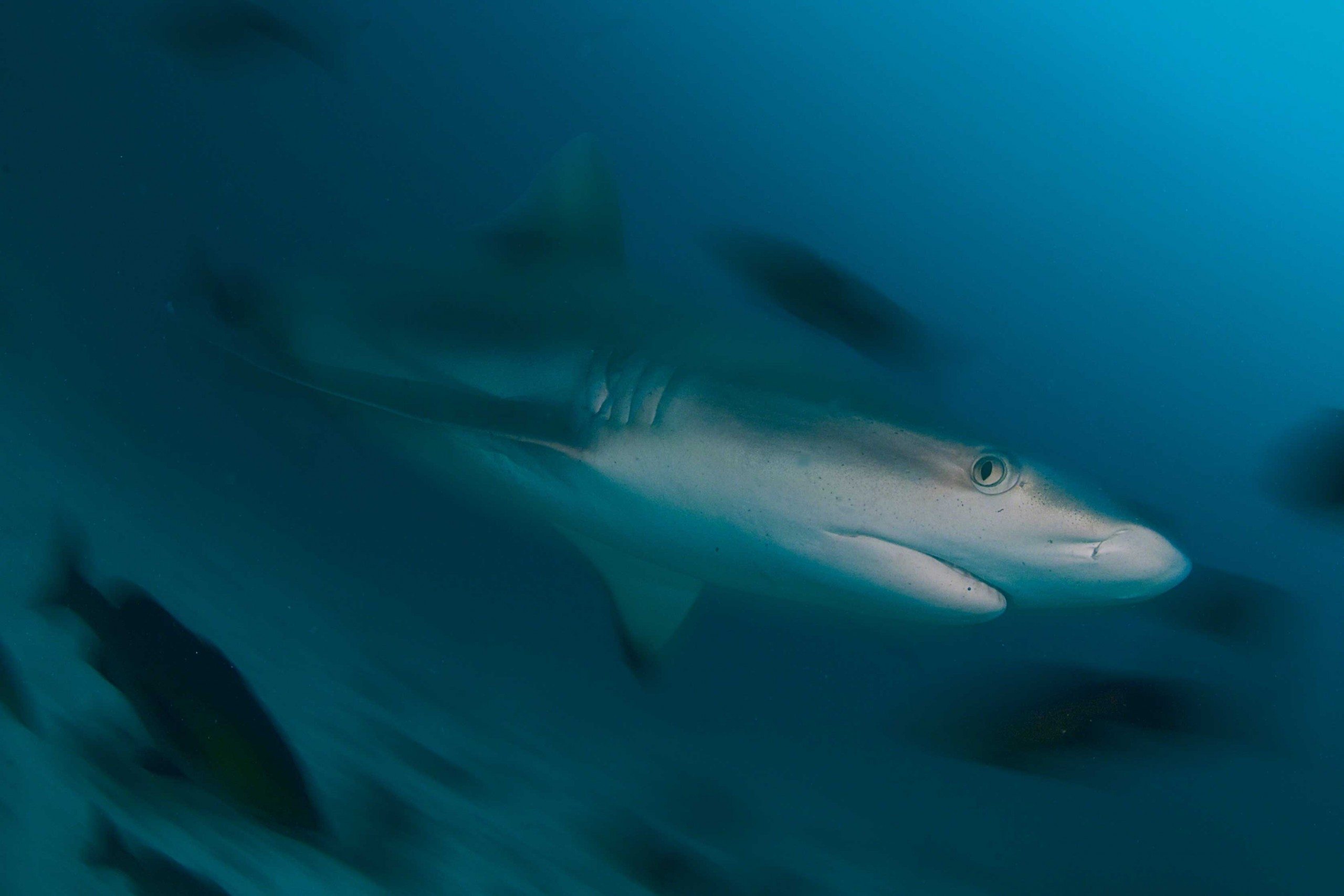 Seeking Sanctuary: Sharks in the Seychelles - Save Our Seas Magazine