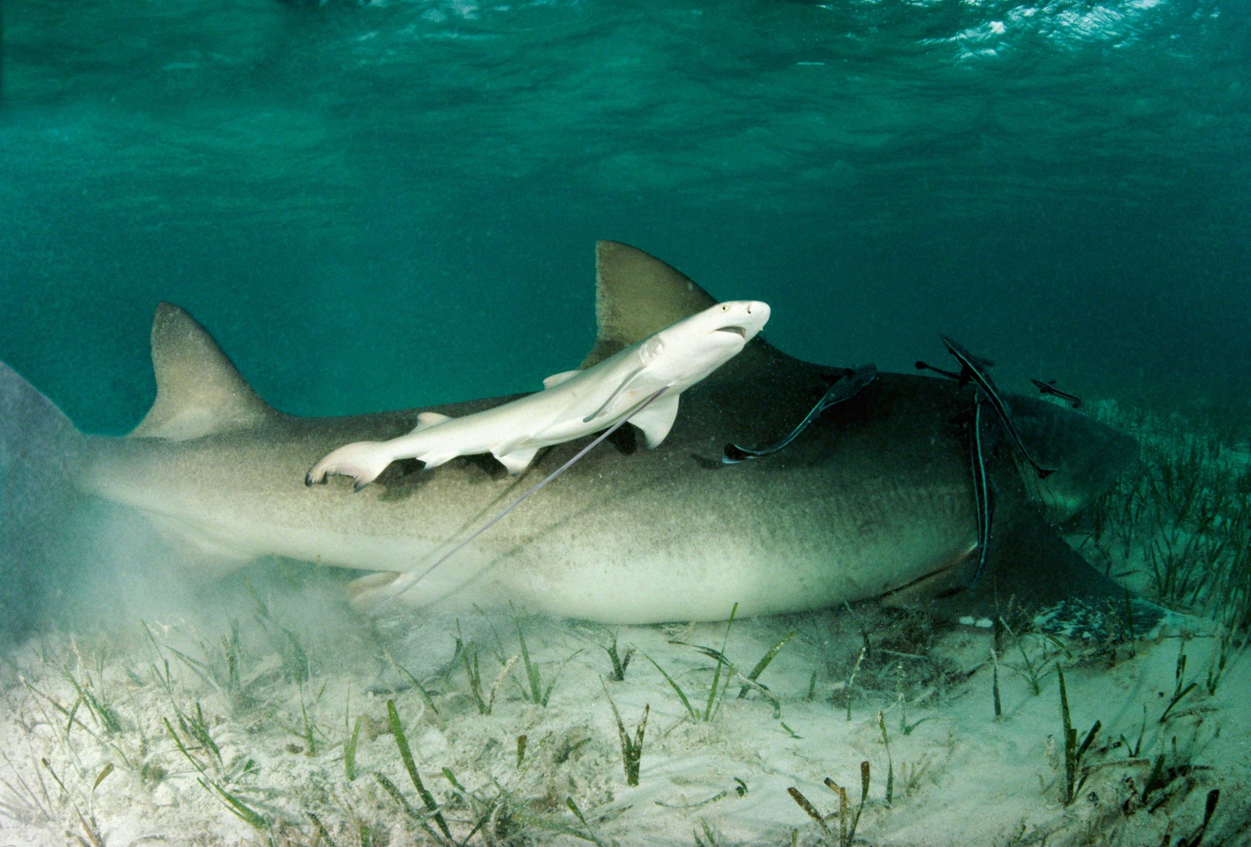 Lemon Sharks are how old? - Save Our Seas Magazine